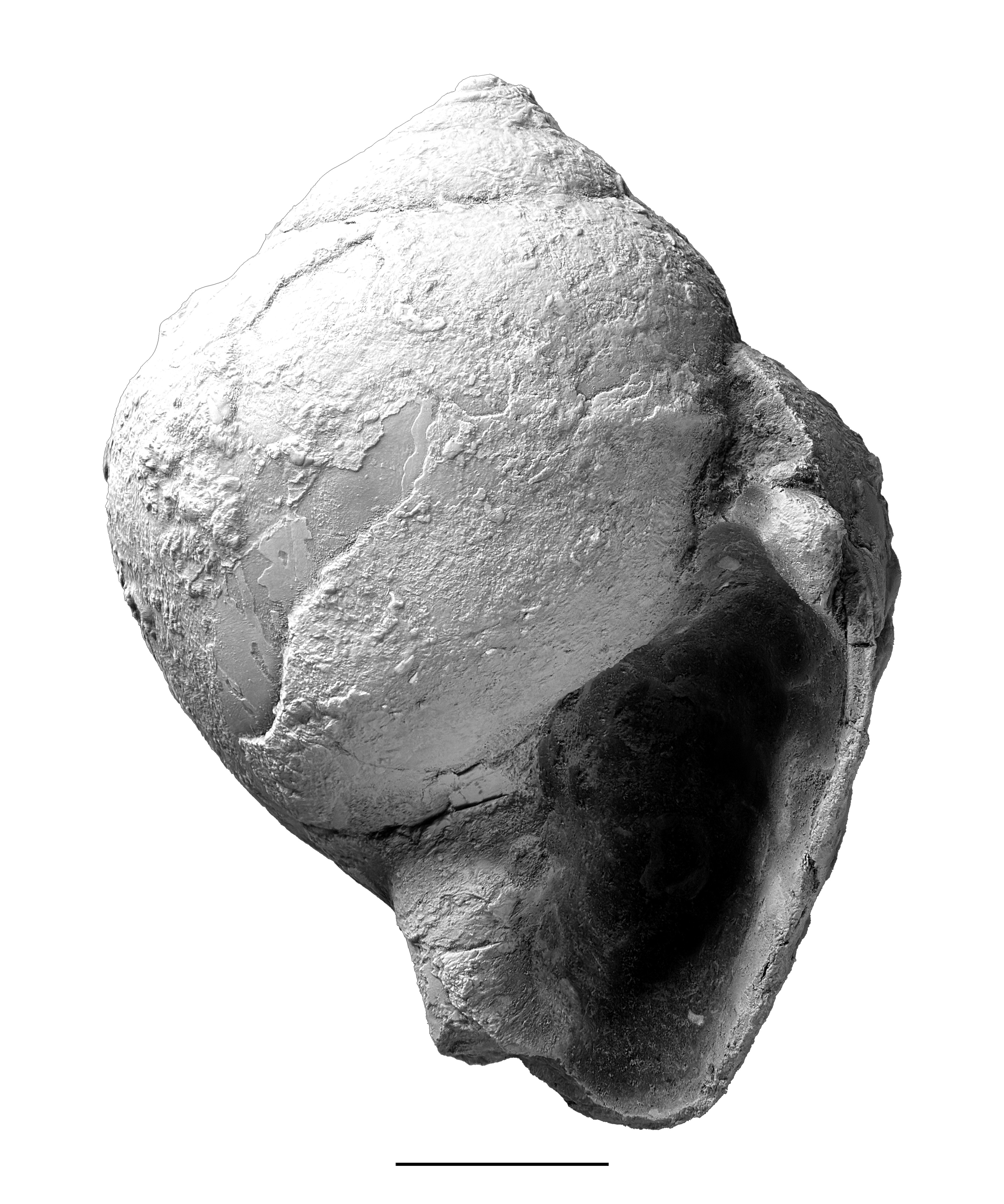 Pennsylvanian Fossils from the Glenshaw Formation - Page 7 - Member ...