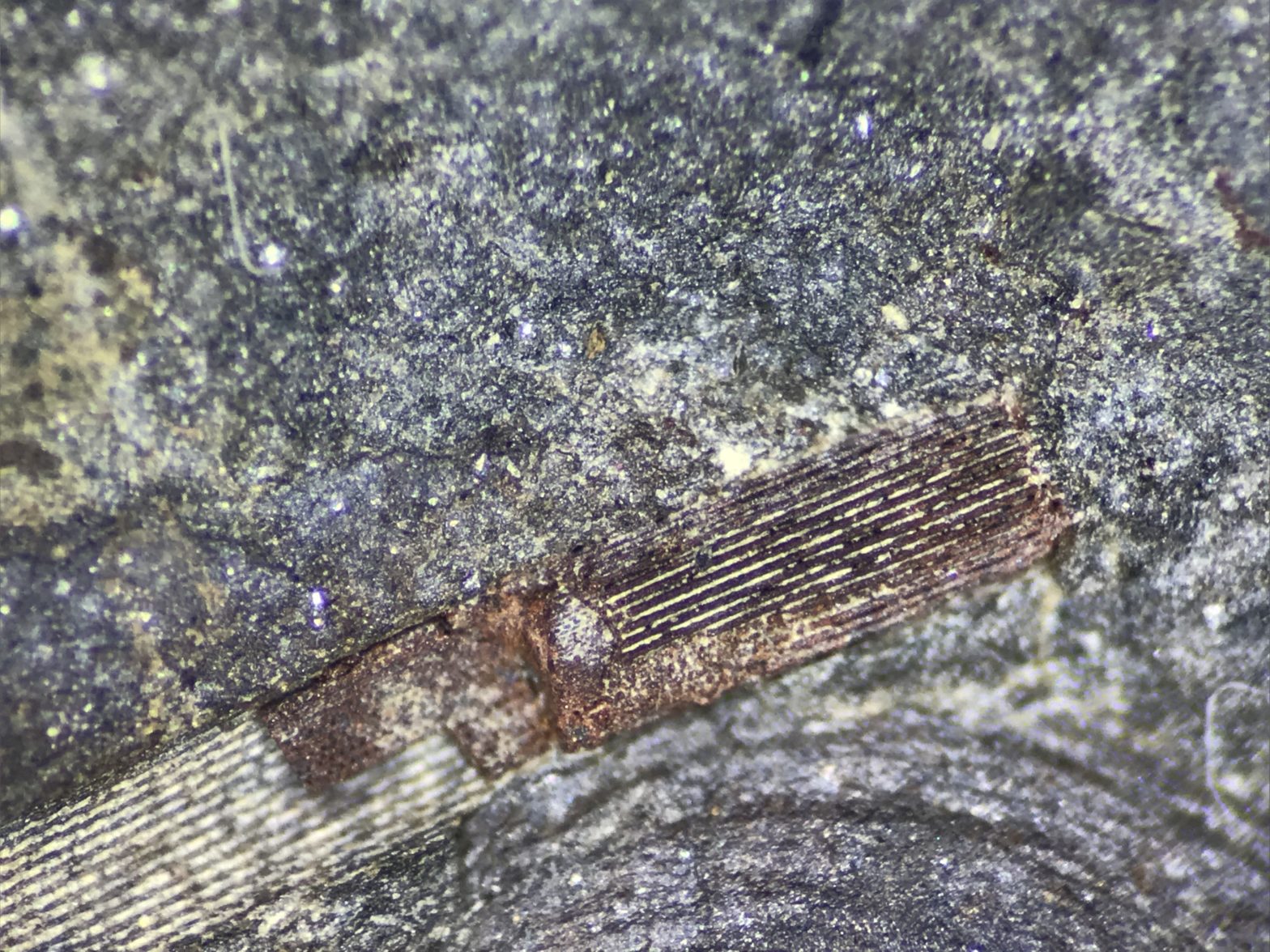 Palaeoneilo & Lepidophylloides - Fossils of Parks Township