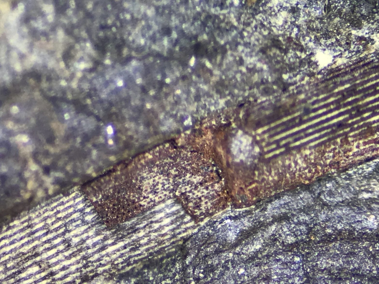 Palaeoneilo & Lepidophylloides - Fossils of Parks Township