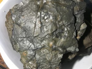 Common Pennsylvania Fern Fossils - Fossils of Parks Township