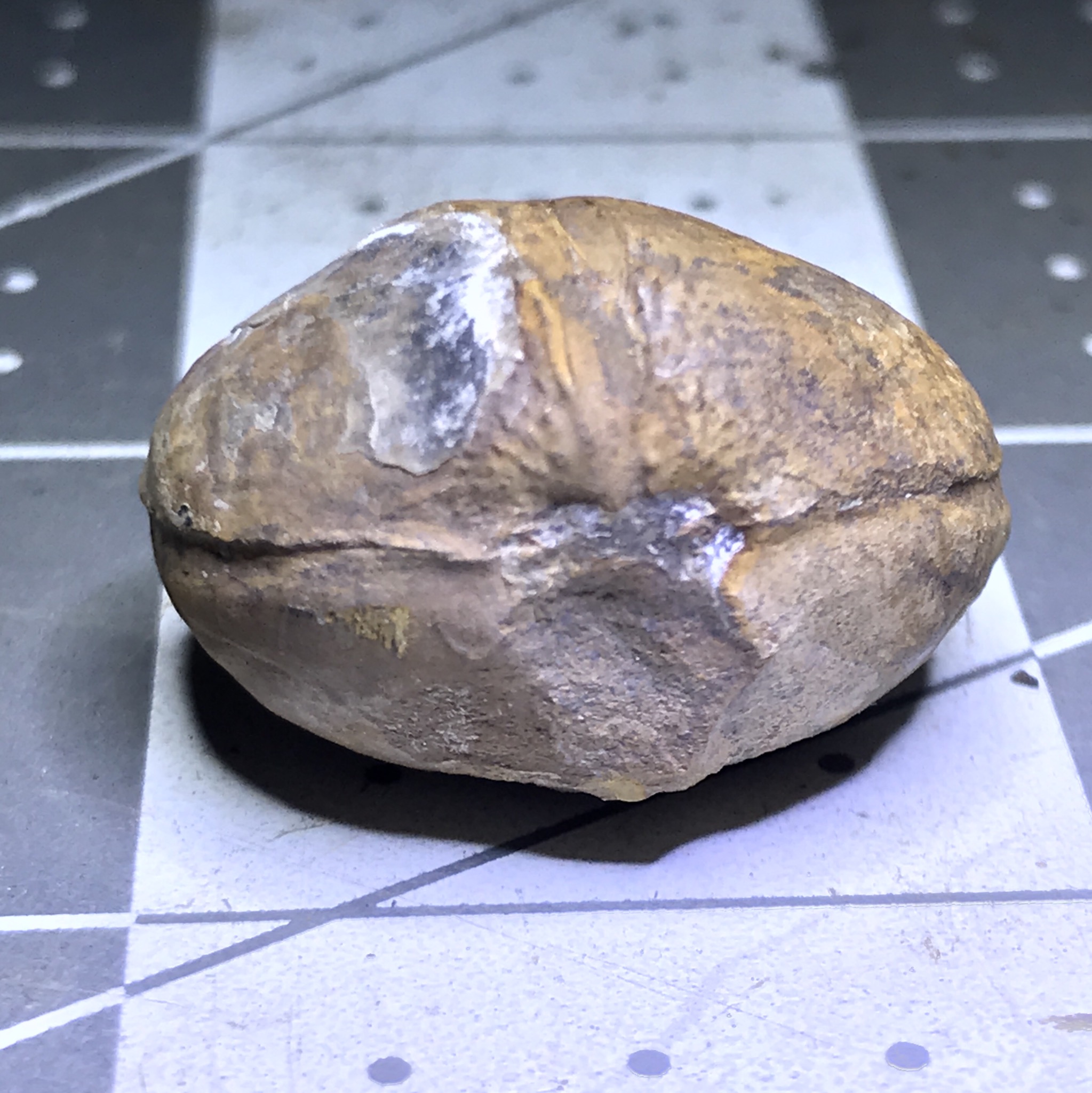 Composita - Fossils of Parks Township