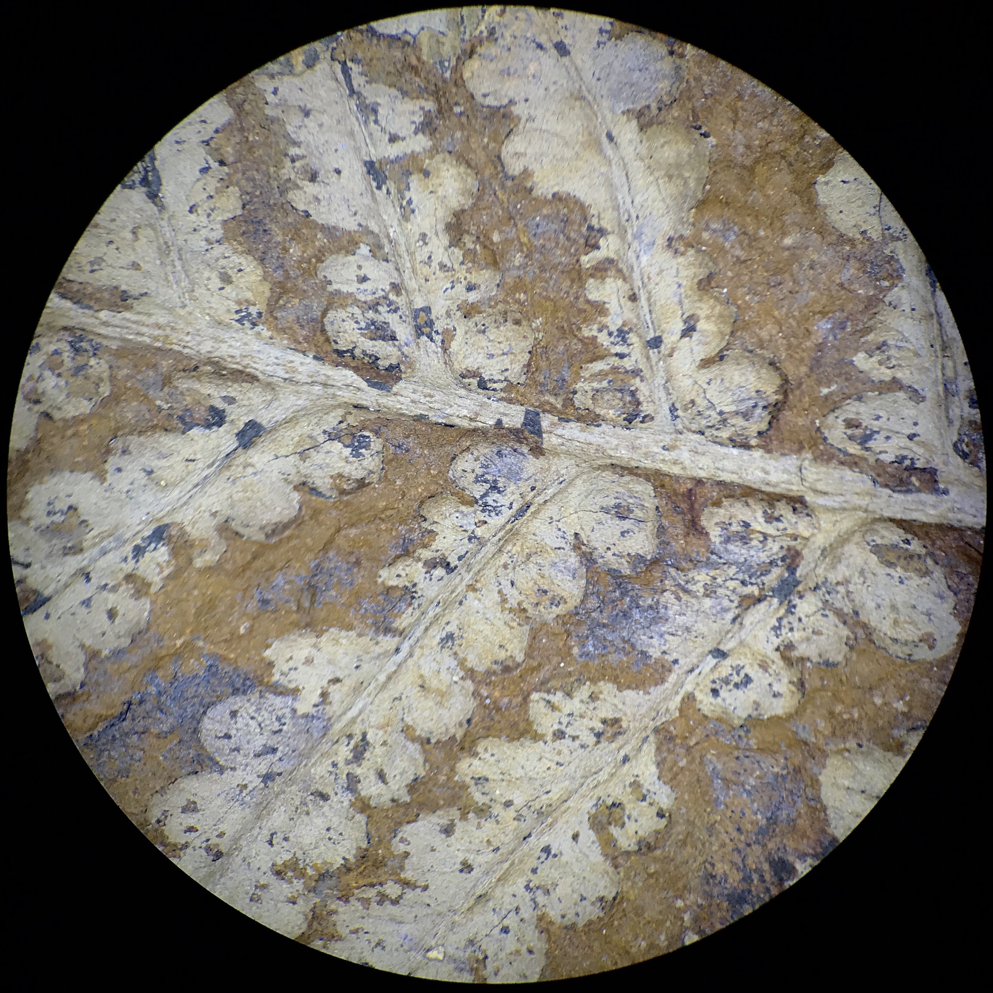 Pecopteris - Fossils of Parks Township