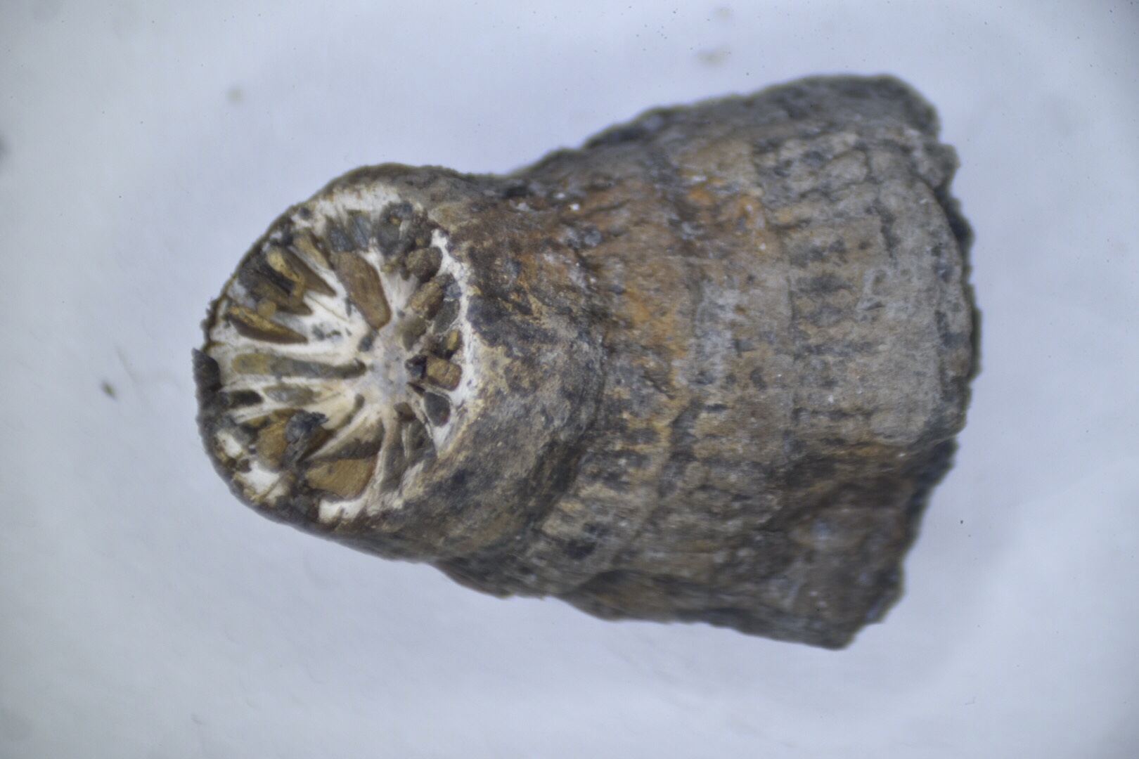 Horn Corals - Fossils of Parks Township