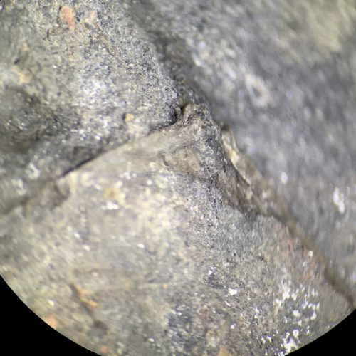 The Prismatic Layer of Local Fossil Pinna - Fossils of Parks Township