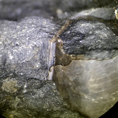 The Prismatic Layer of Local Fossil Pinna - Fossils of Parks Township