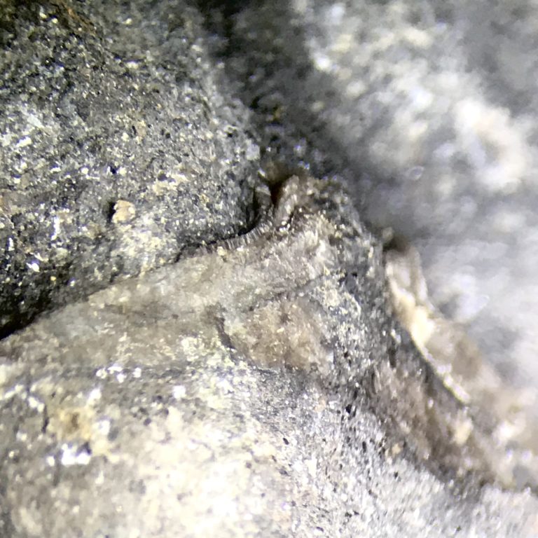 The Prismatic Layer of Allopinna godleskya - Fossils of Parks Township