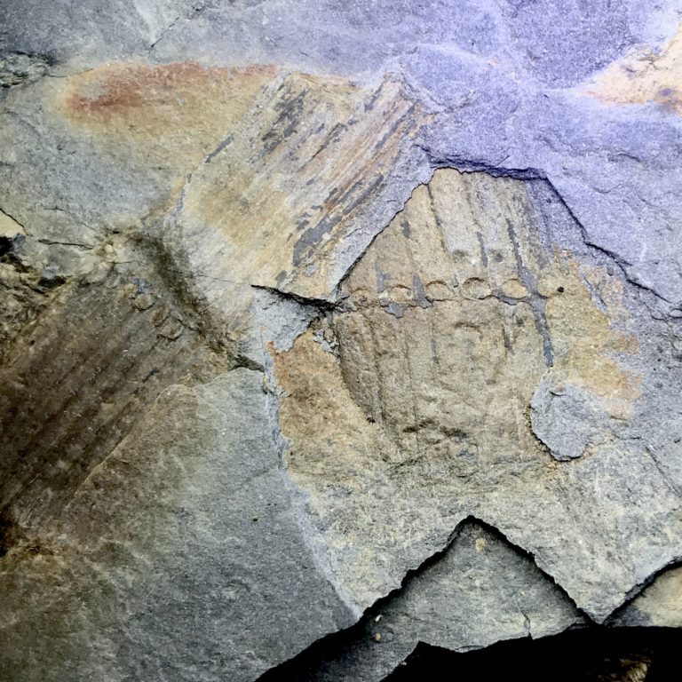 Calamites - Fossils of Parks Township