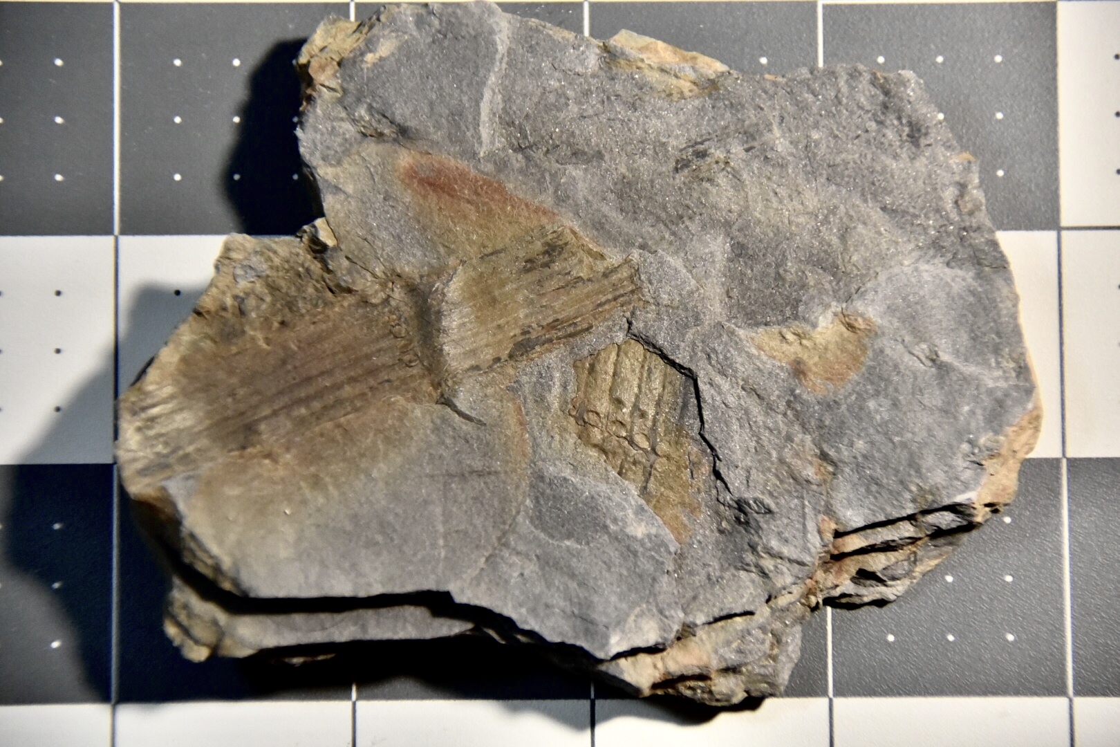 Calamites - Fossils of Parks Township