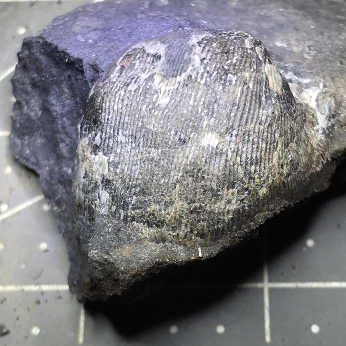 Brachiopod Spine - Fossils of Parks Township