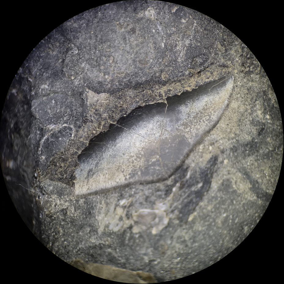 Pennsylvanian Petalodus Tooth - Fossils of Parks Township