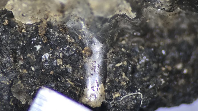 Brachiopod Spine - Fossils of Parks Township