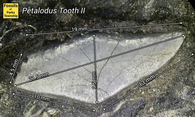 Pennsylvanian Petalodus Tooth - Fossils of Parks Township
