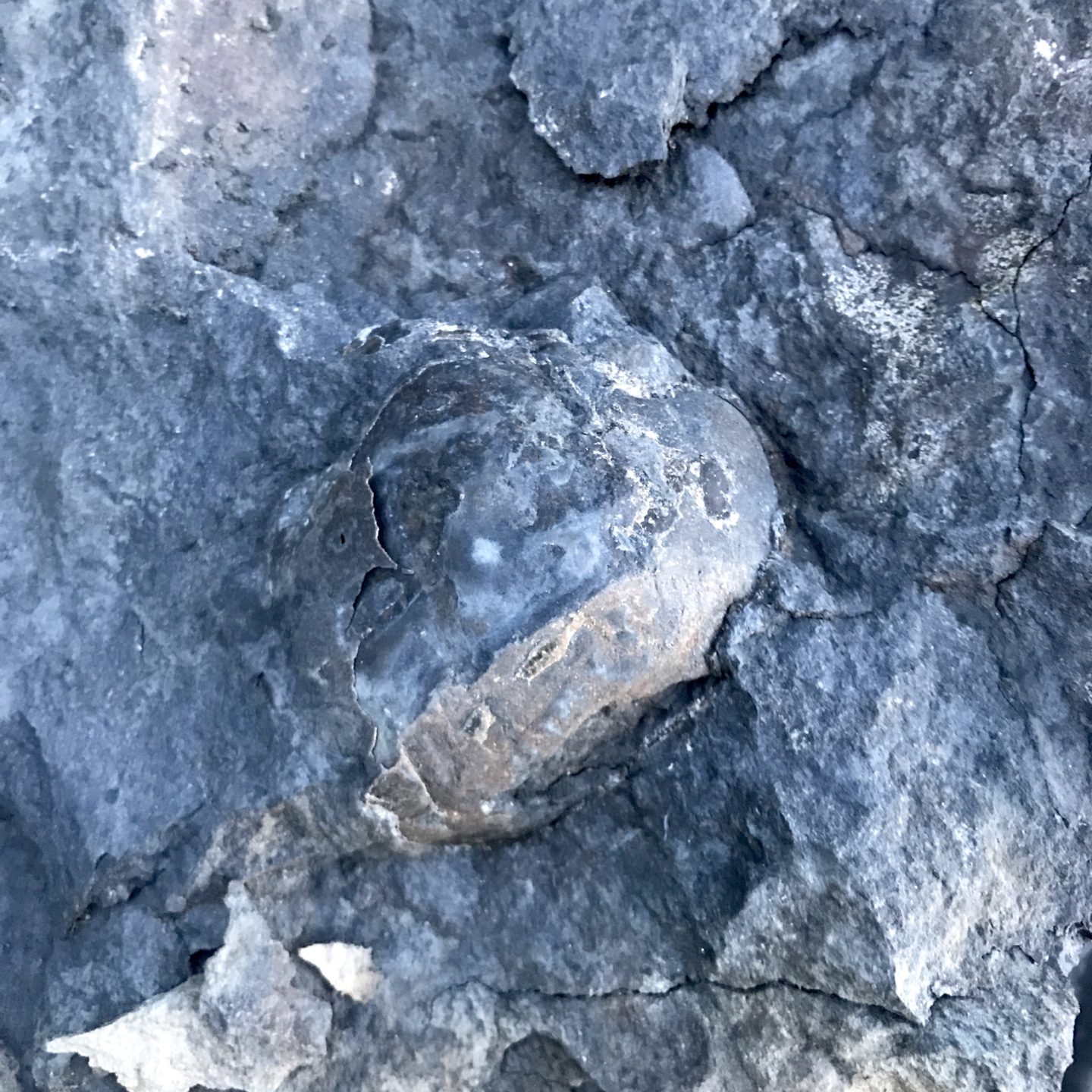 Solenocheilus Body Chamber - Fossils of Parks Township