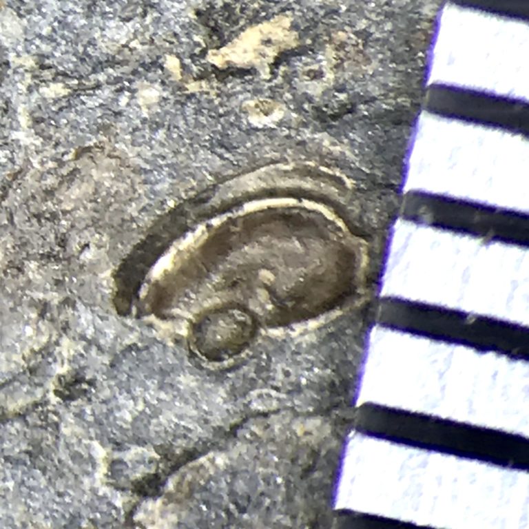 Ostracod Fossil from the Late Carboniferous - Fossils of Parks Township