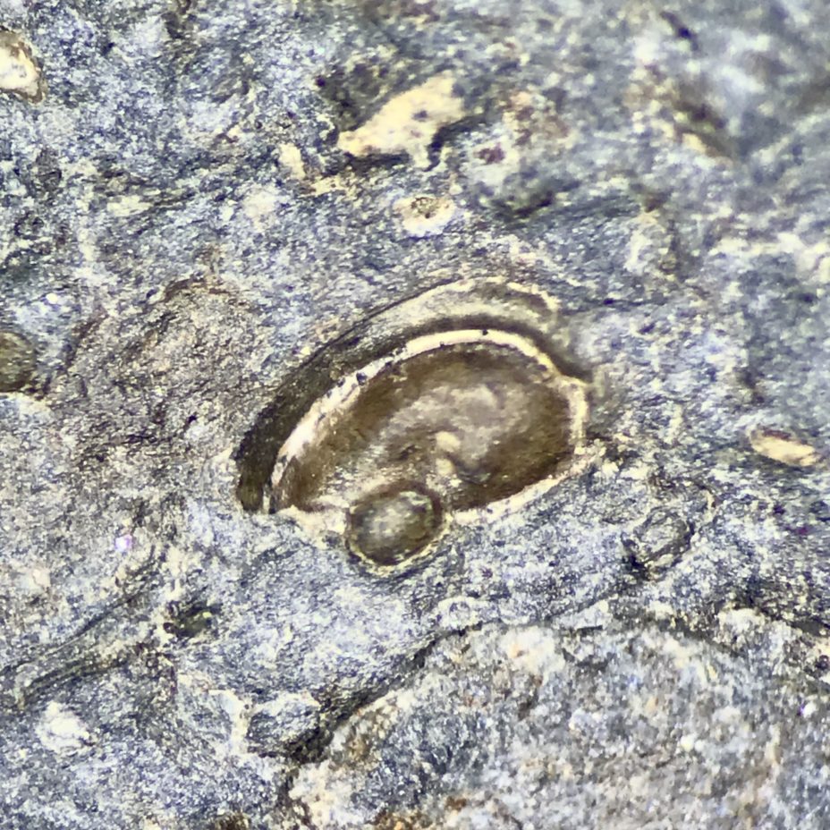 Ostracod Fossil from the Late Carboniferous - Fossils of Parks Township