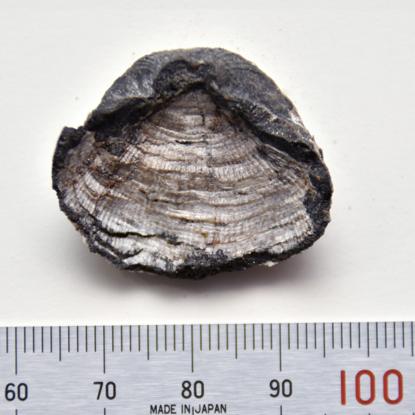 Linoproductus perhaps - Fossils of Parks Township