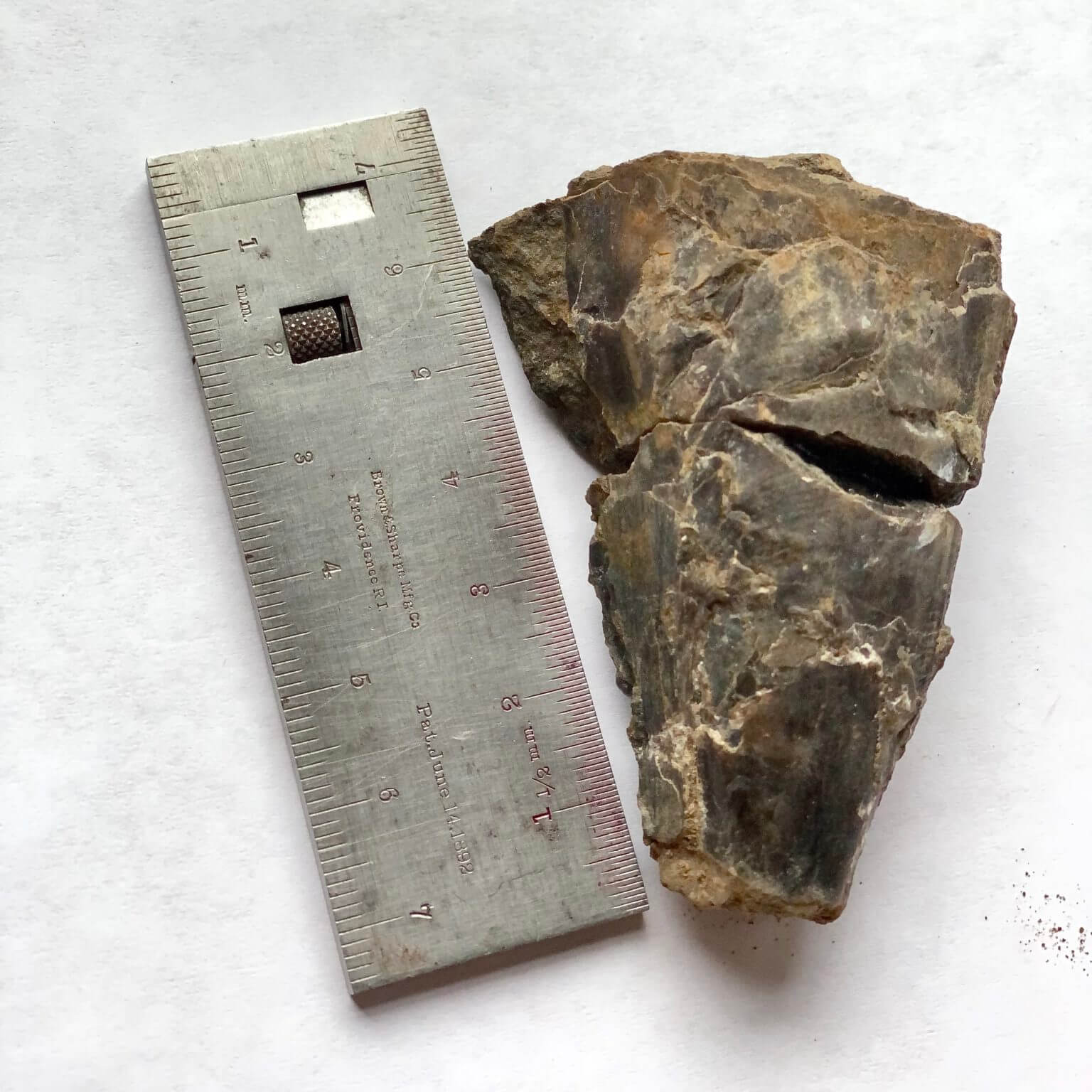 Carboniferous Sea Pen IV - Fossils of Parks Township