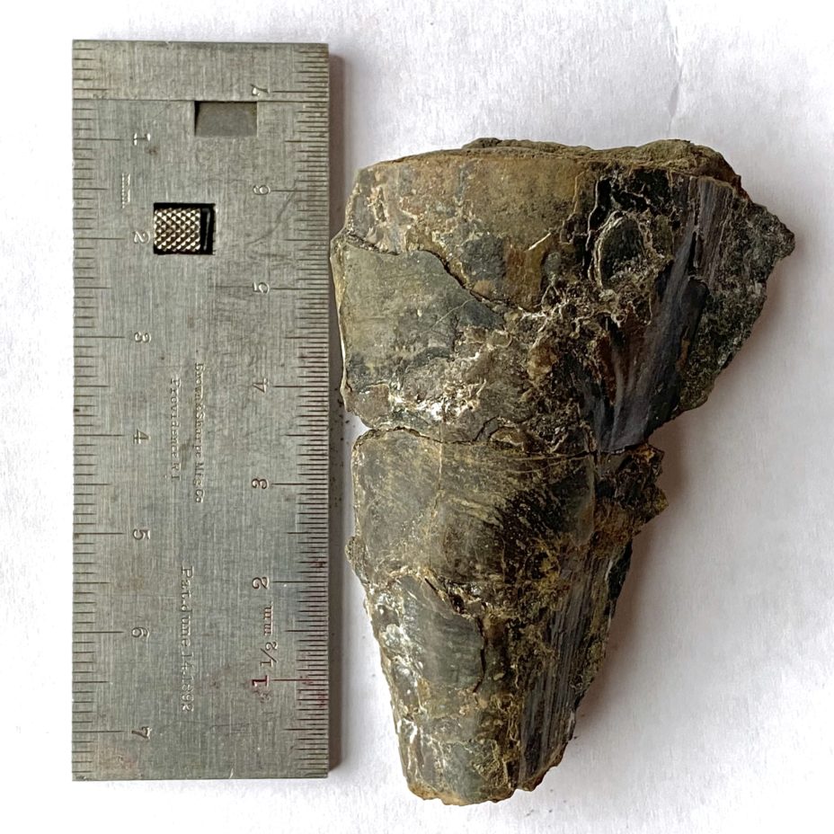 Carboniferous Sea Pen IV - Fossils of Parks Township