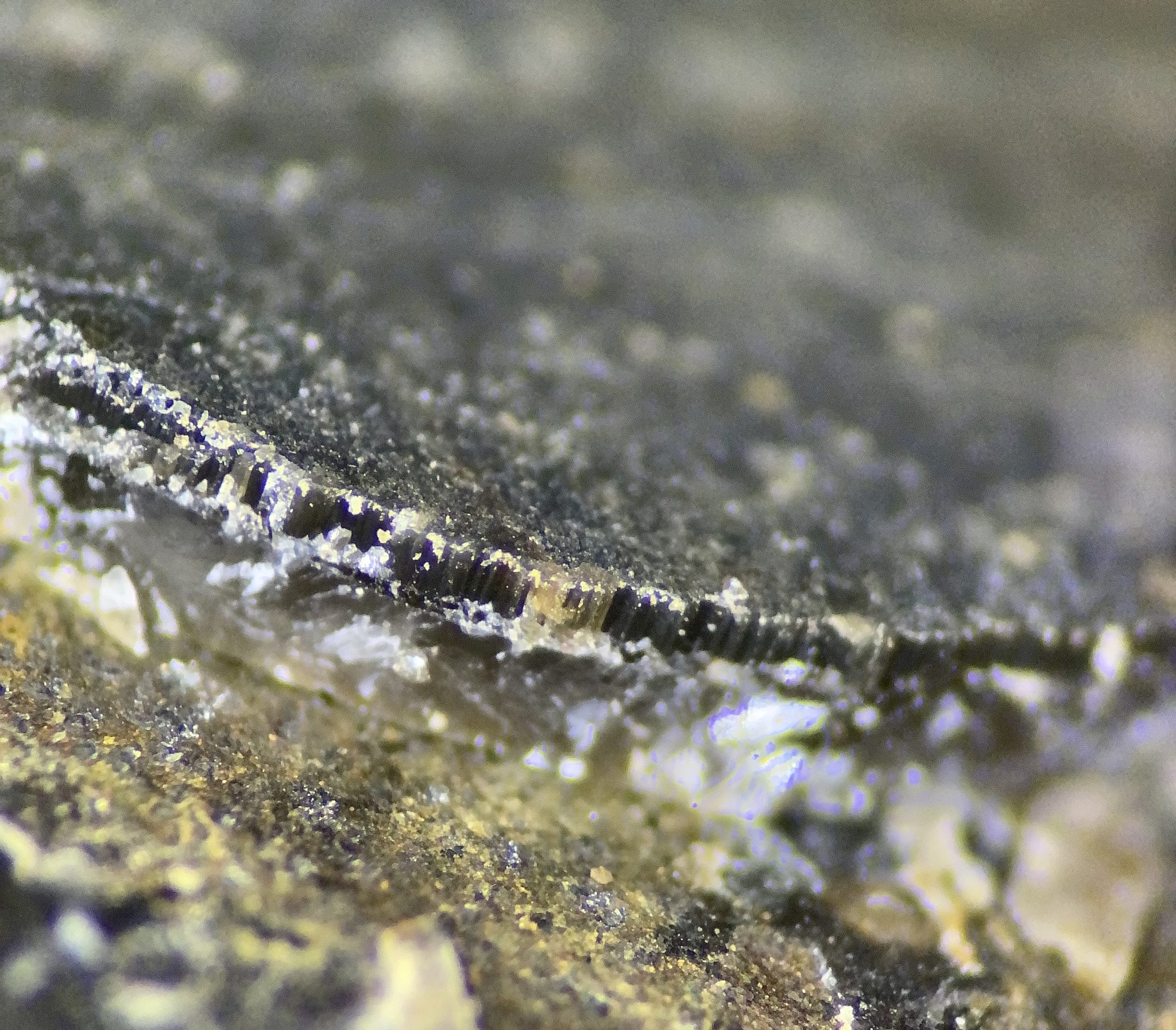 Carboniferous Sea Pen IV - Fossils of Parks Township