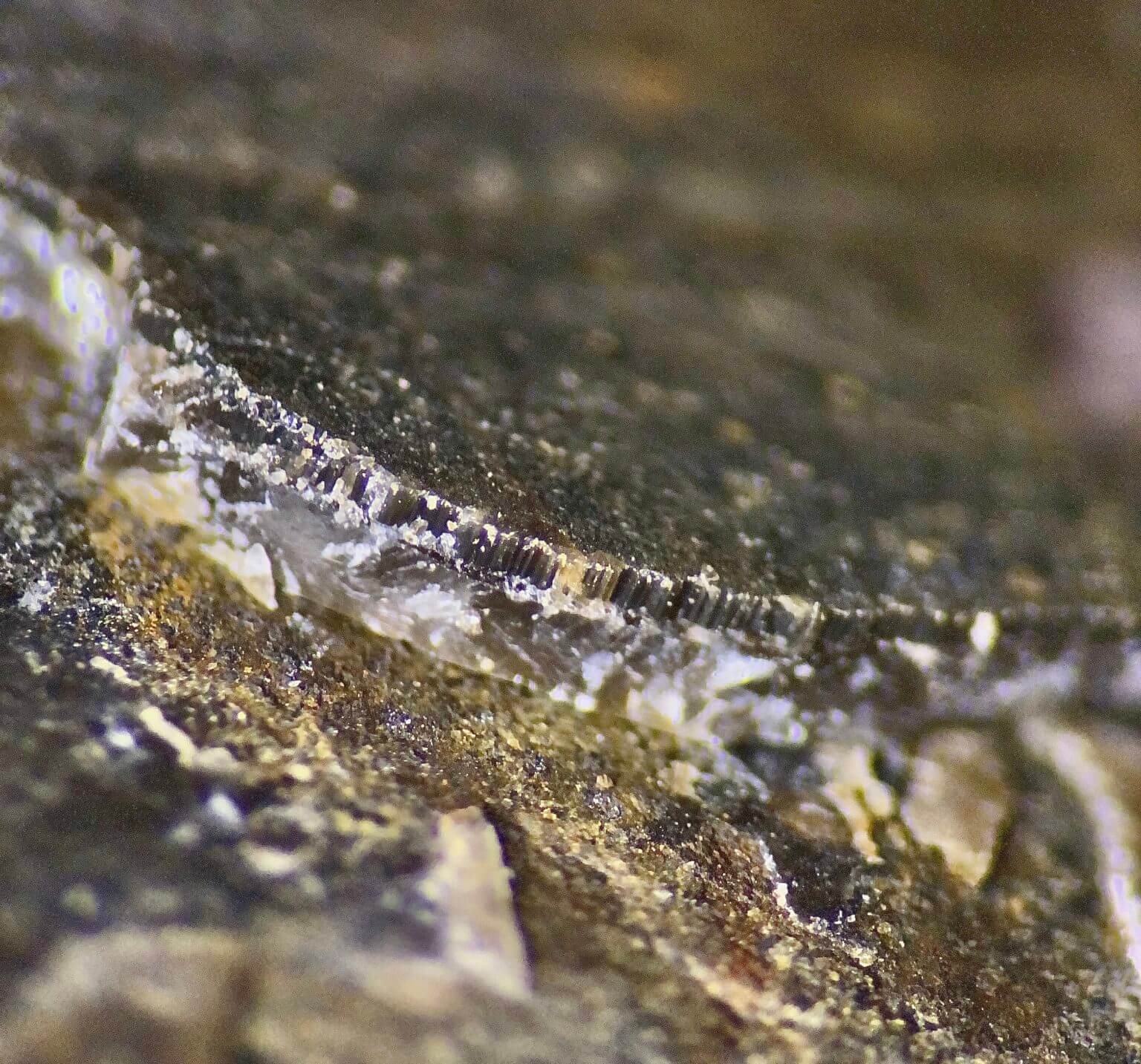 Carboniferous Sea Pen IV - Fossils of Parks Township