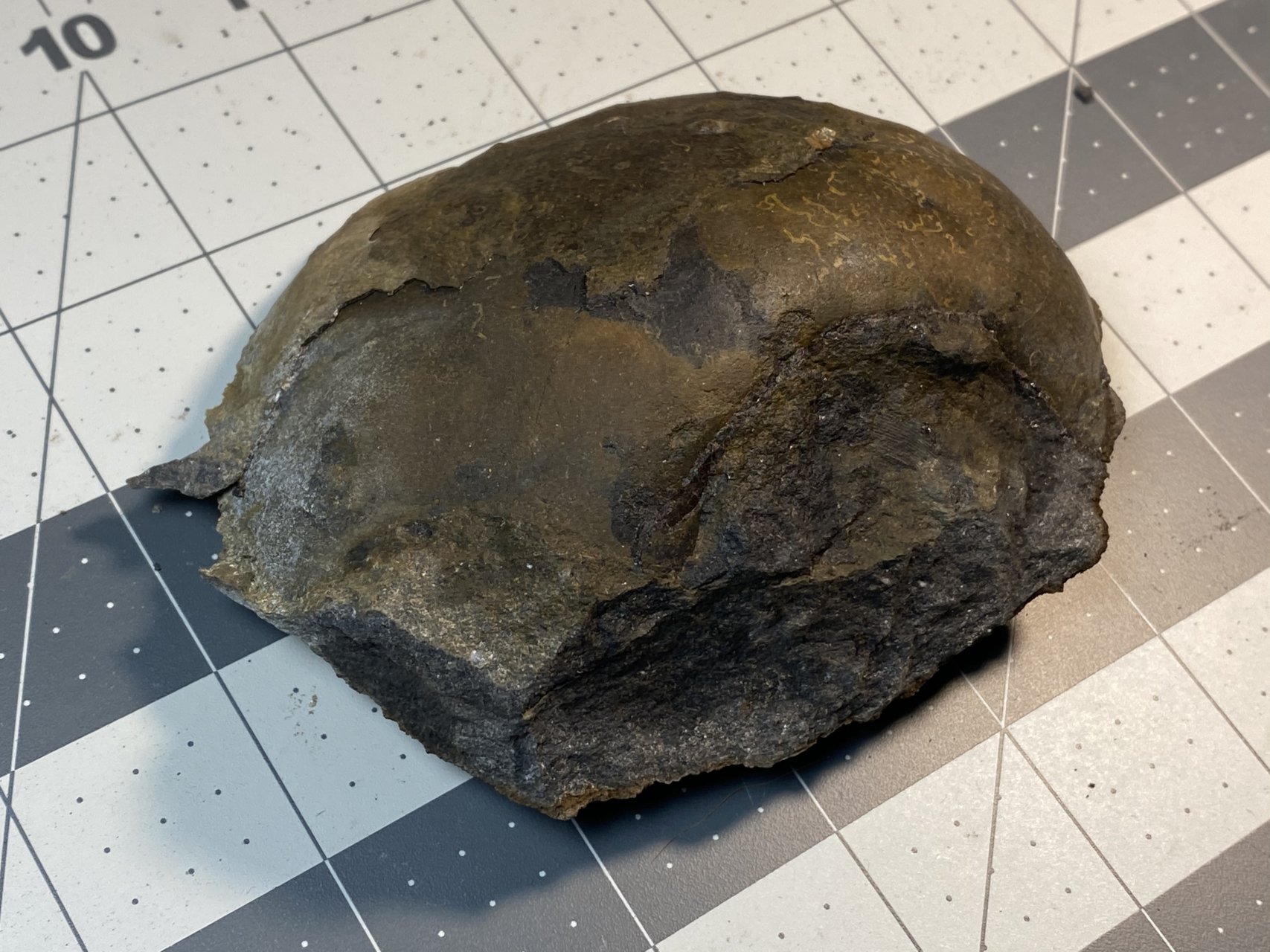 Large Cephalopod Body Chamber - Fossils of Parks Township