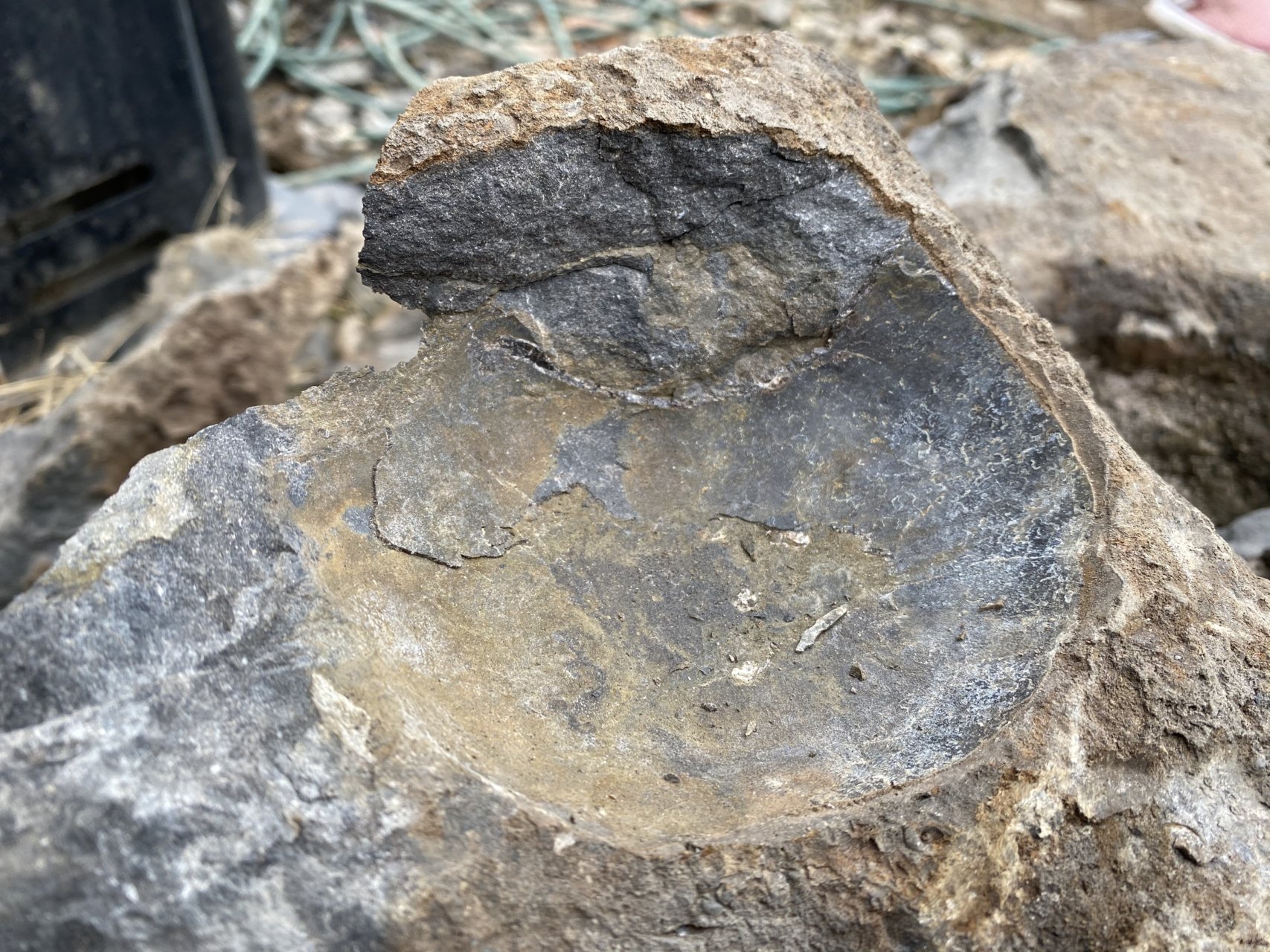 Large Cephalopod Body Chamber - Fossils of Parks Township
