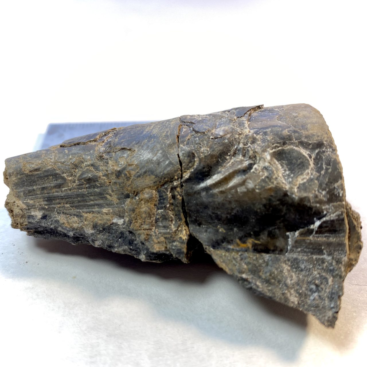 Paraloid B-72 Usage and Mixing - Fossils of Parks Township