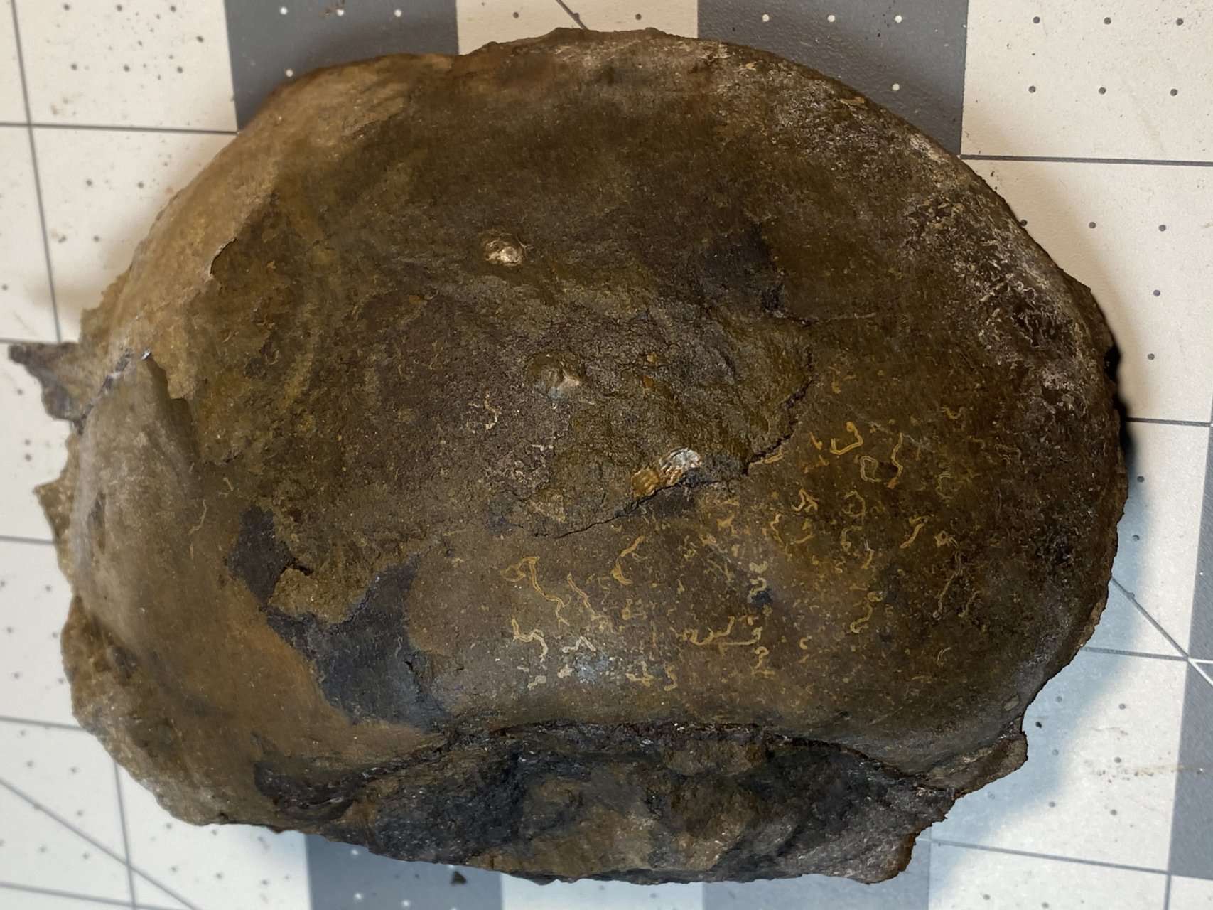 Large Cephalopod Body Chamber - Fossils of Parks Township