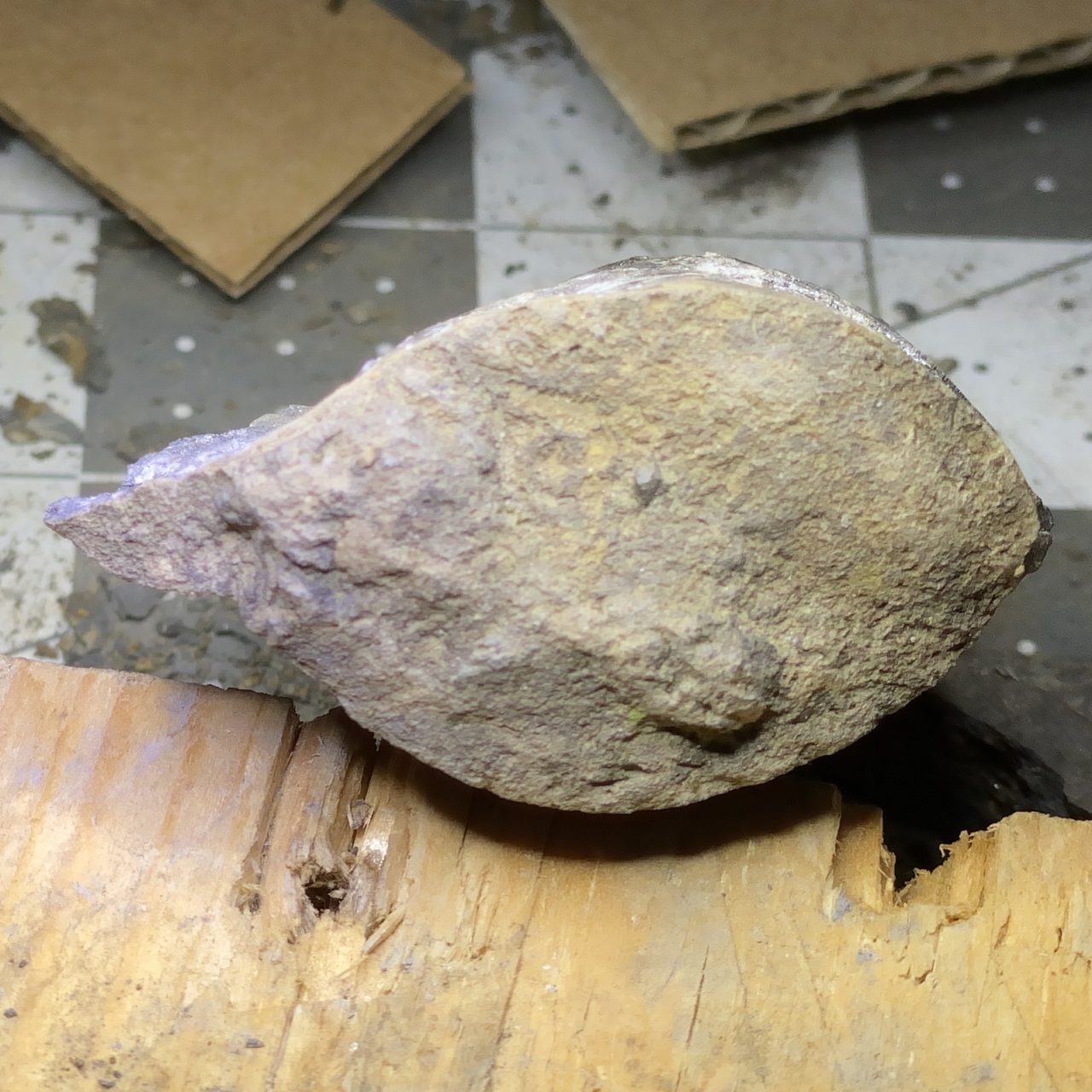 Carboniferous Sea Pen IV - Fossils of Parks Township