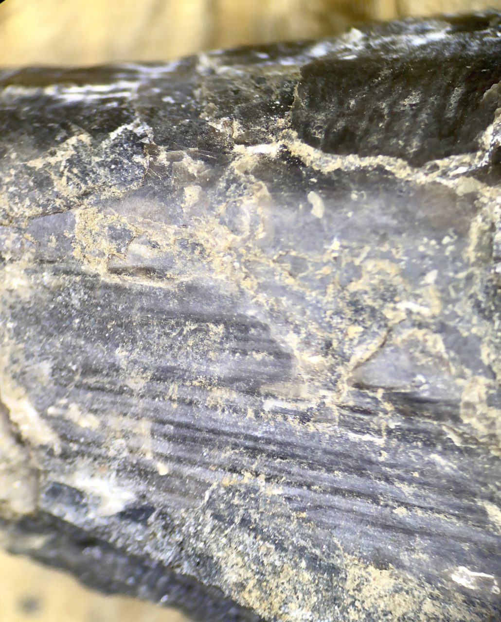 Carboniferous Sea Pen IV - Fossils of Parks Township