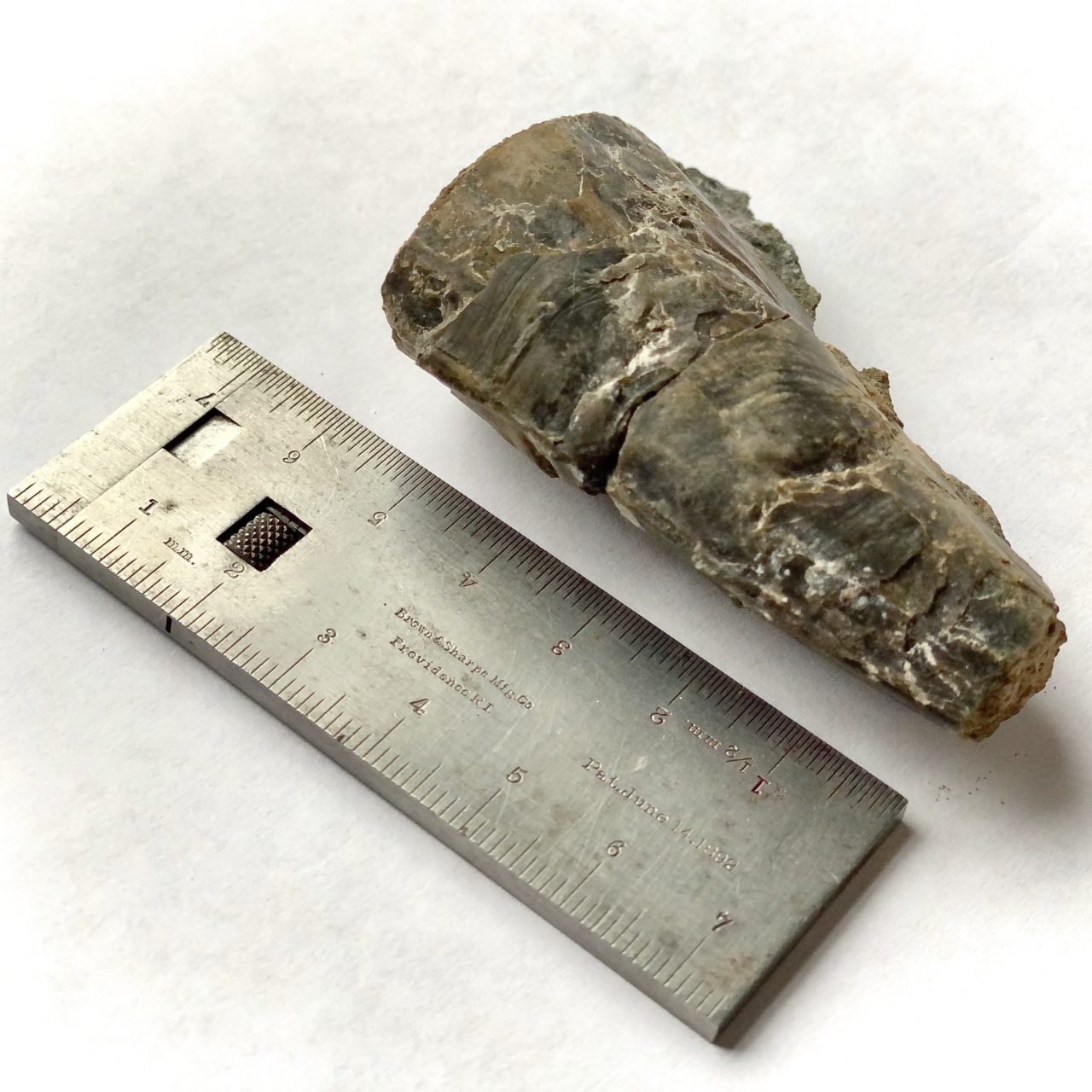 Carboniferous Sea Pen IV - Fossils of Parks Township