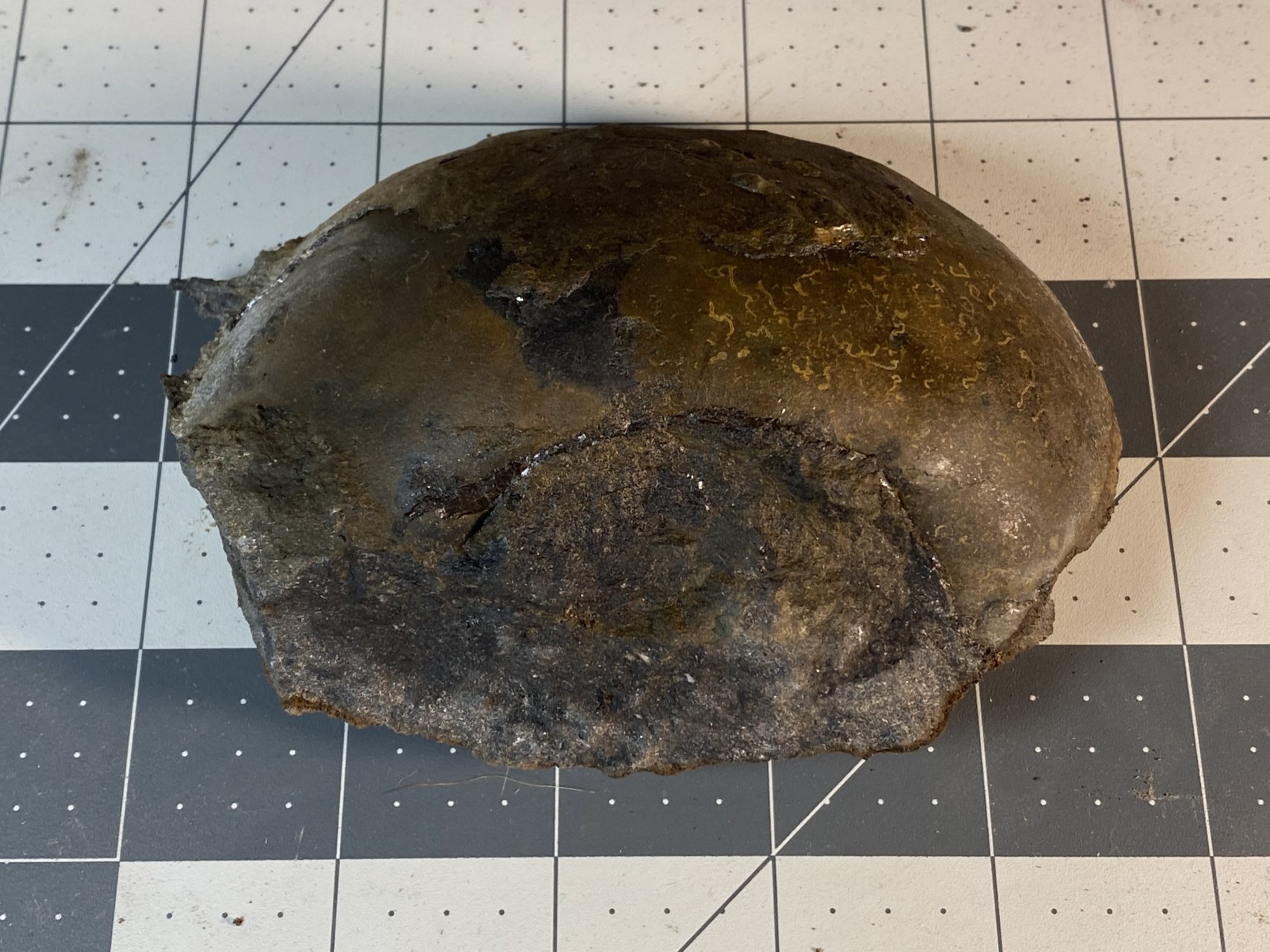 Large Cephalopod Body Chamber - Fossils of Parks Township