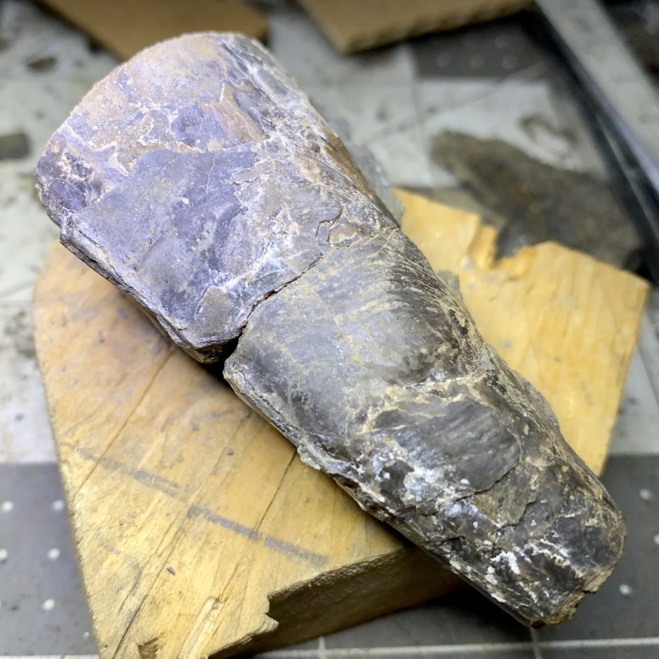 Carboniferous Sea Pen IV - Fossils of Parks Township