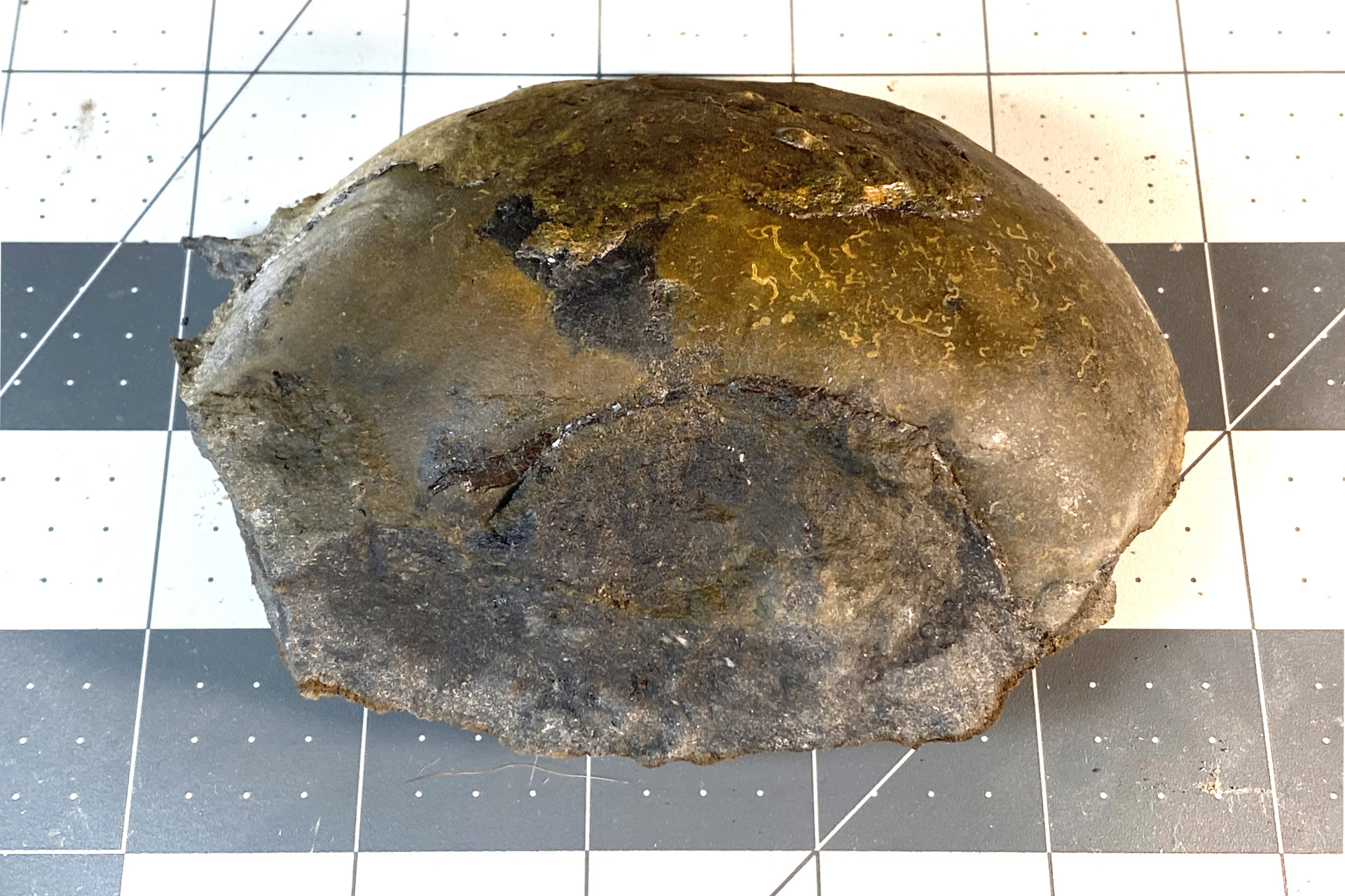 Large Cephalopod Body Chamber - Fossils of Parks Township