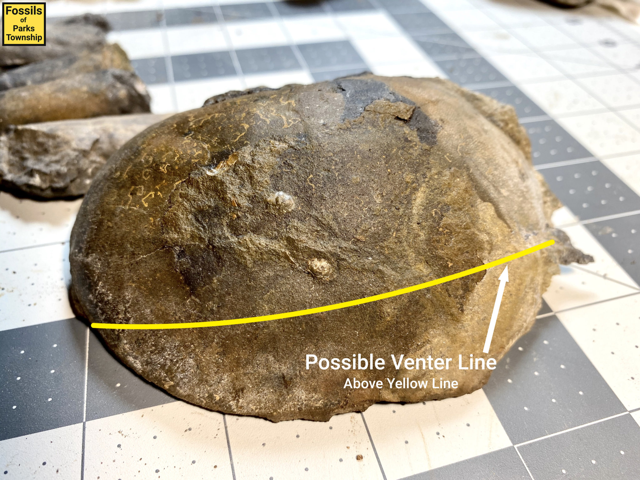 Large Cephalopod Body Chamber - Fossils of Parks Township