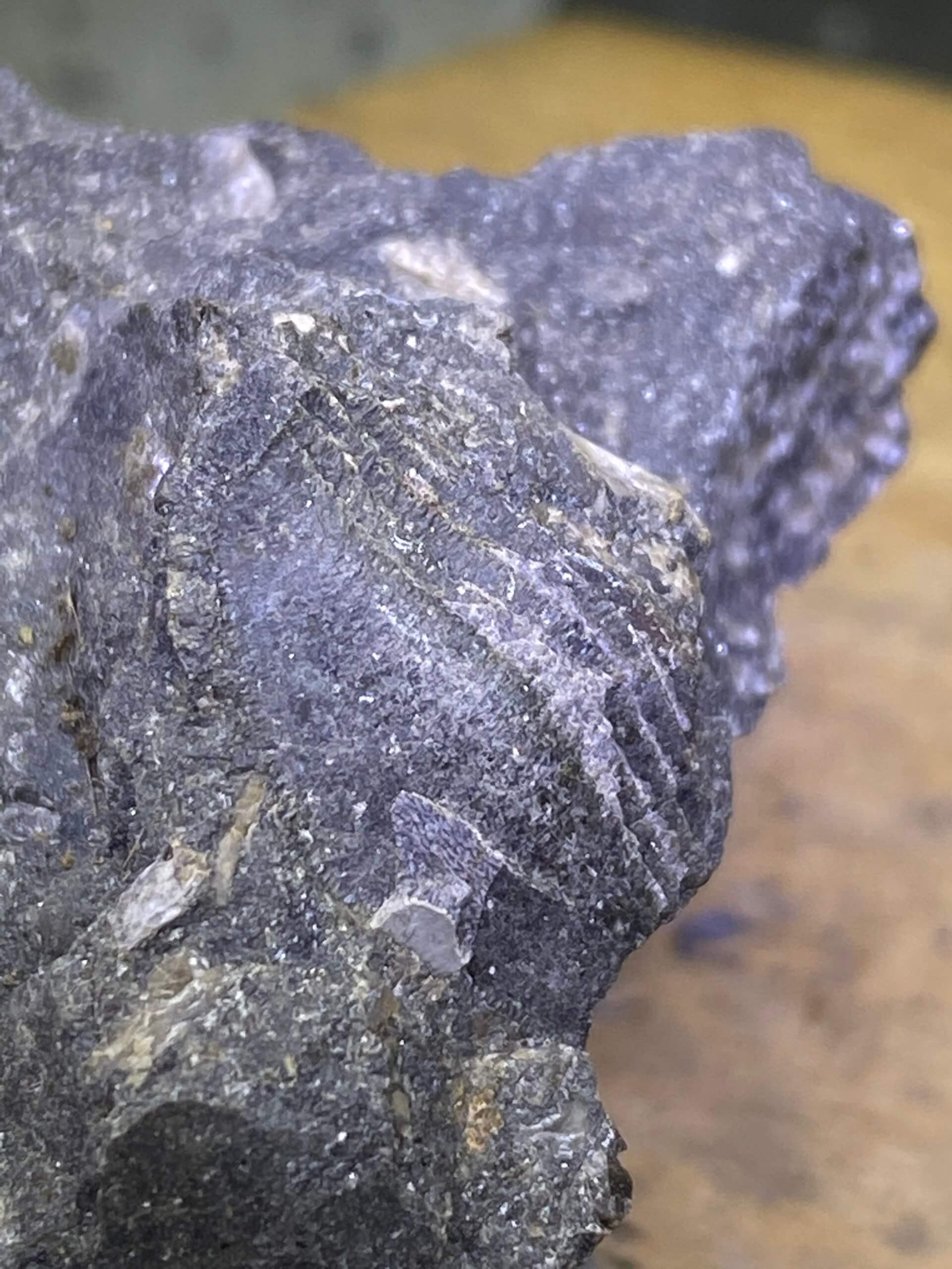 Petalodus VI - Fossils of Parks Township