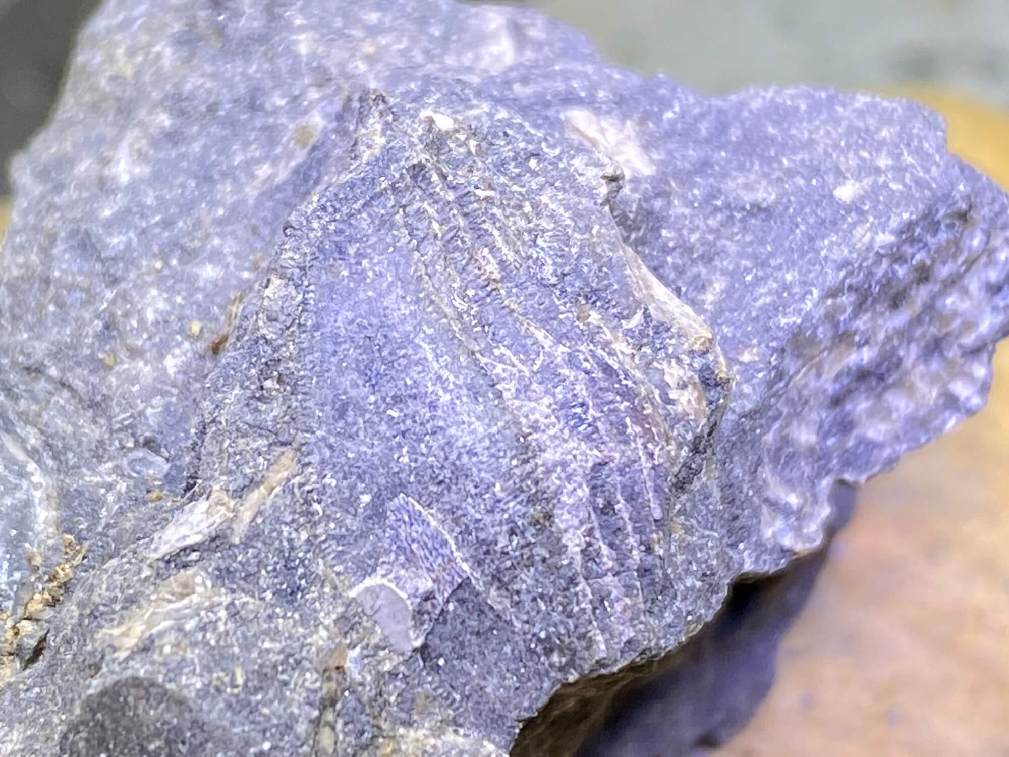 Petalodus VI - Fossils of Parks Township