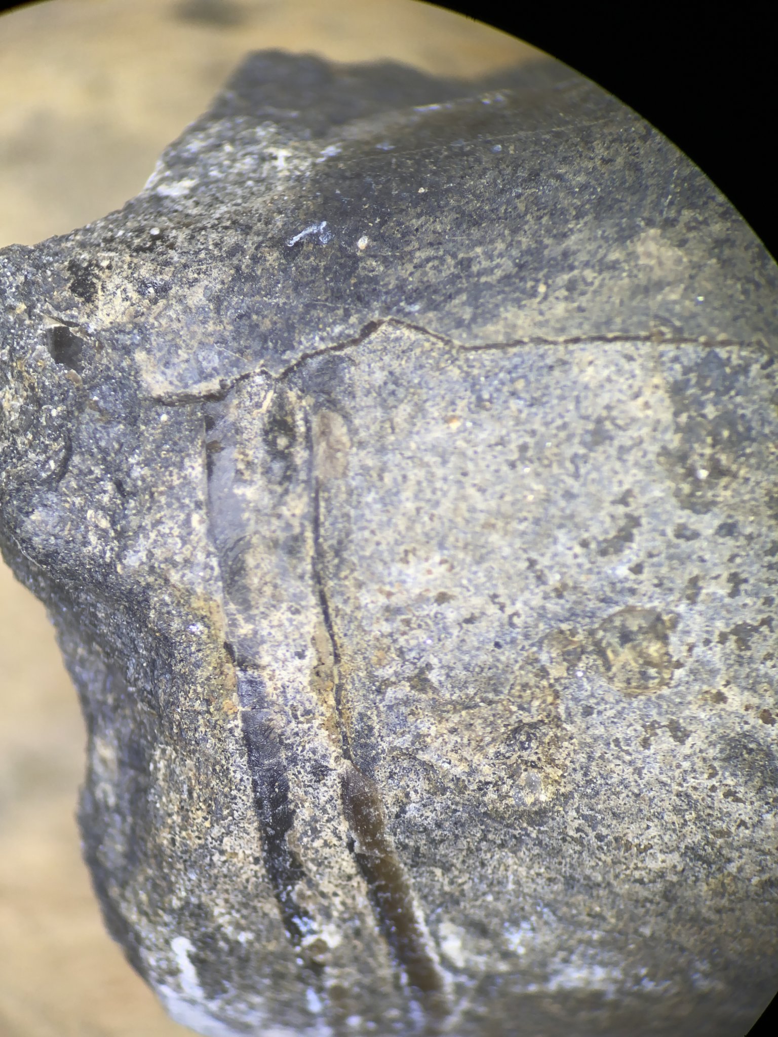 Mooreoceras or Pseudorthoceras body chamber - Fossils of Parks Township