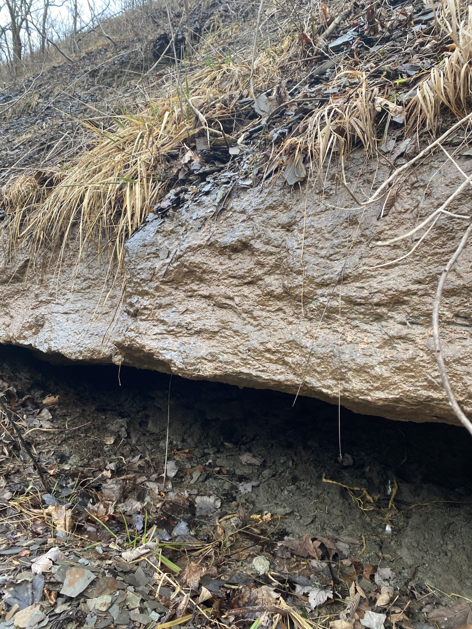 Ames Limestone - Fossils of Parks Township