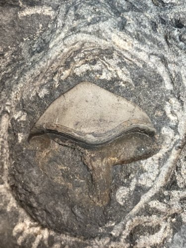 Common Fossils of Pennsylvania - Fossils of Parks Township