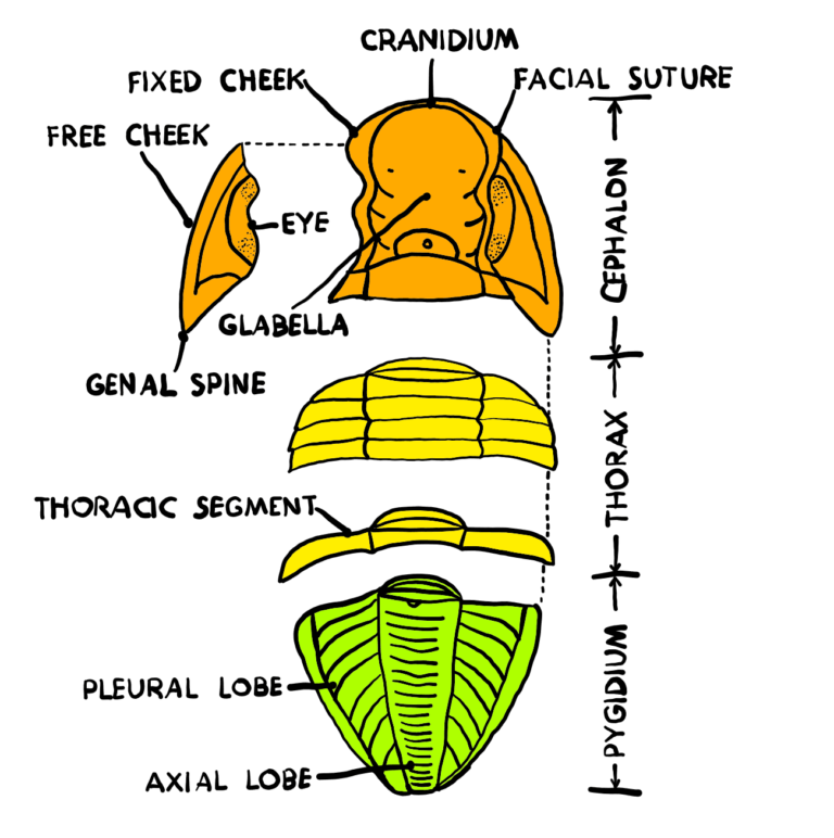 Late Pennsylvanian Trilobites - Fossils of Parks Township
