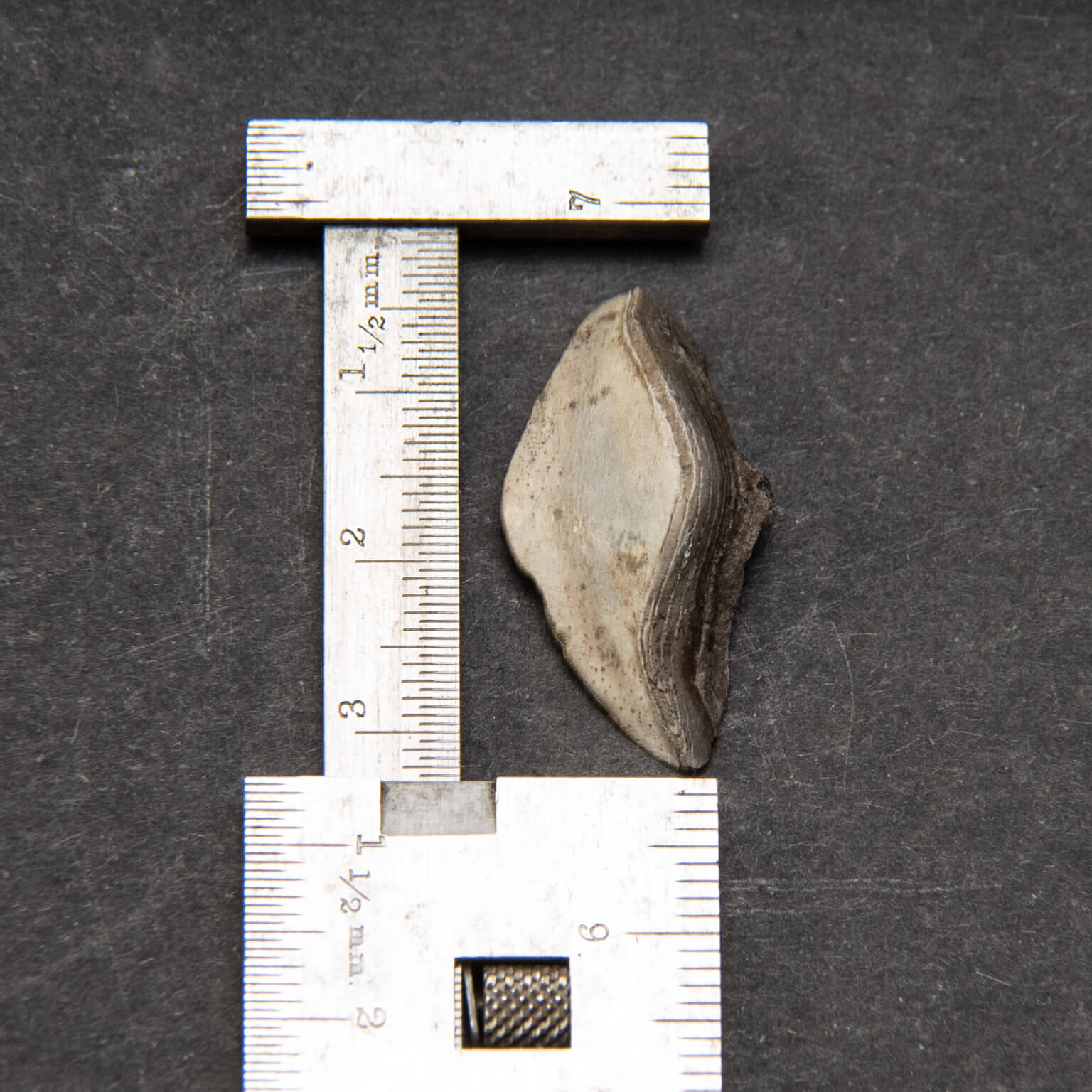 Petalodus Tooth VIII - Fossils of Parks Township