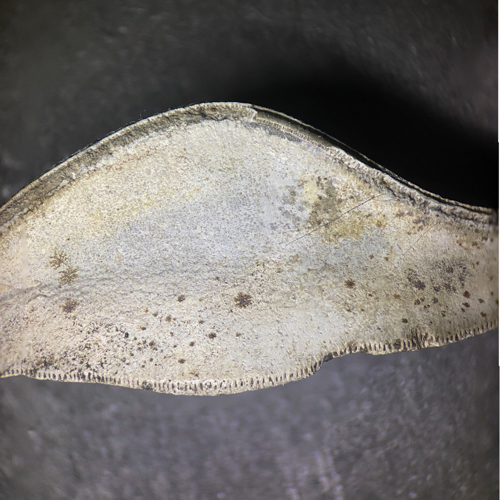 Petalodus Tooth VIII - Fossils of Parks Township