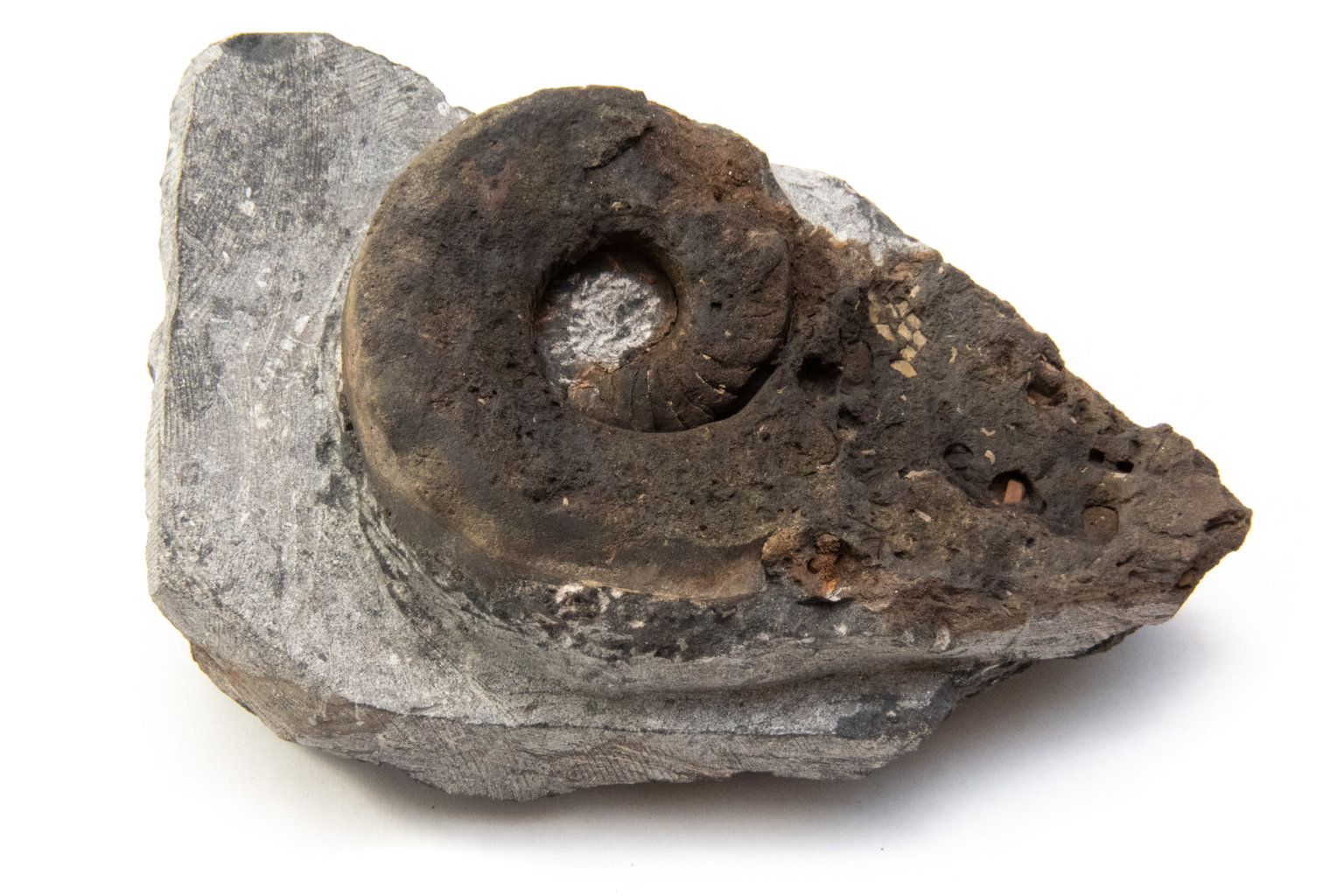 Pennsylvanian Cephalopods from the Glenshaw Formation of Western ...