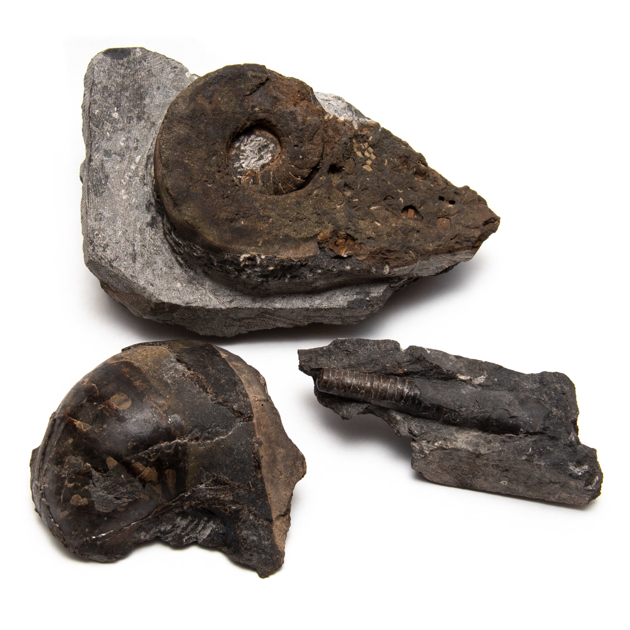 Pennsylvanian Cephalopods from the Glenshaw Formation of Western ...