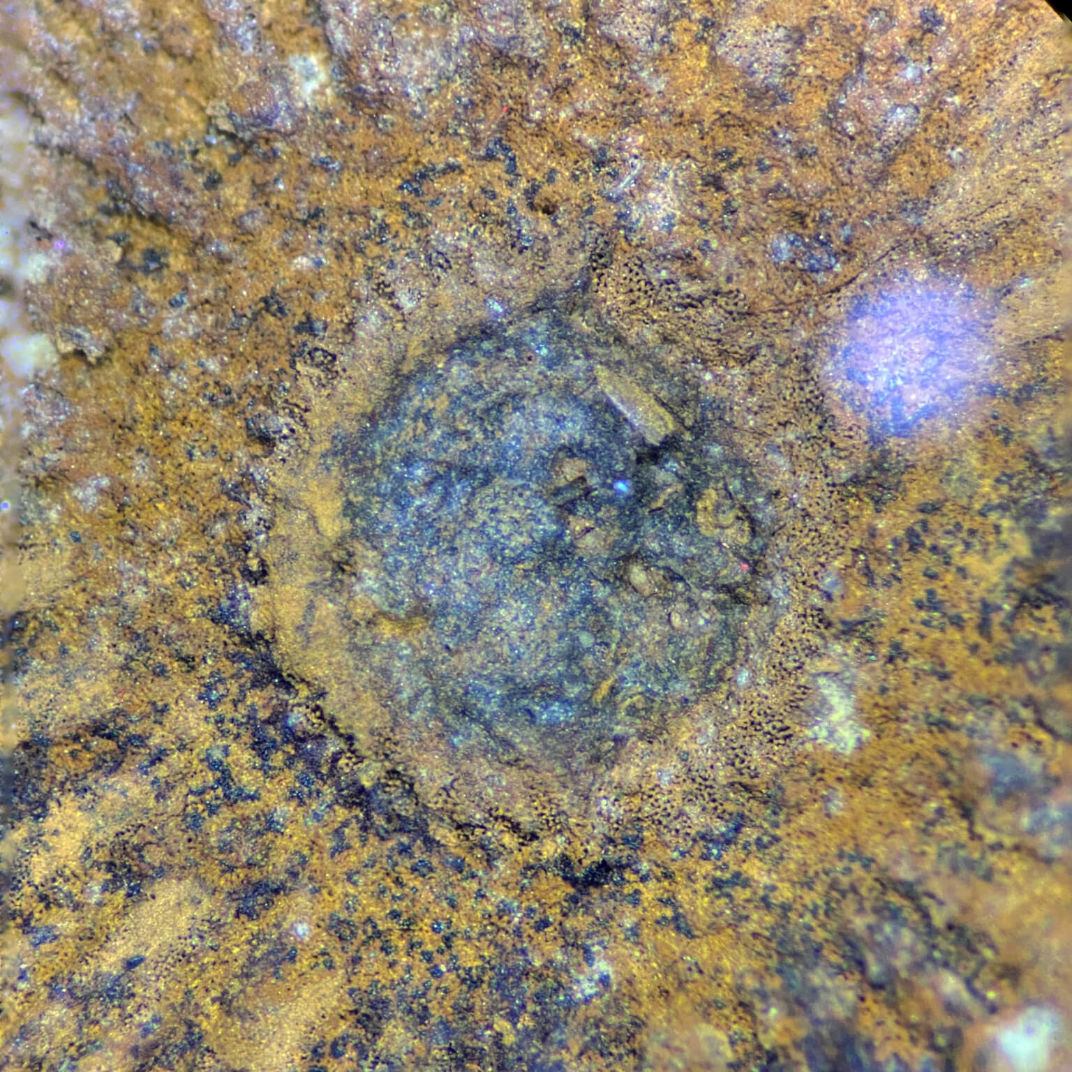 Microscopic Crinoid Stem Views - Fossils of Parks Township