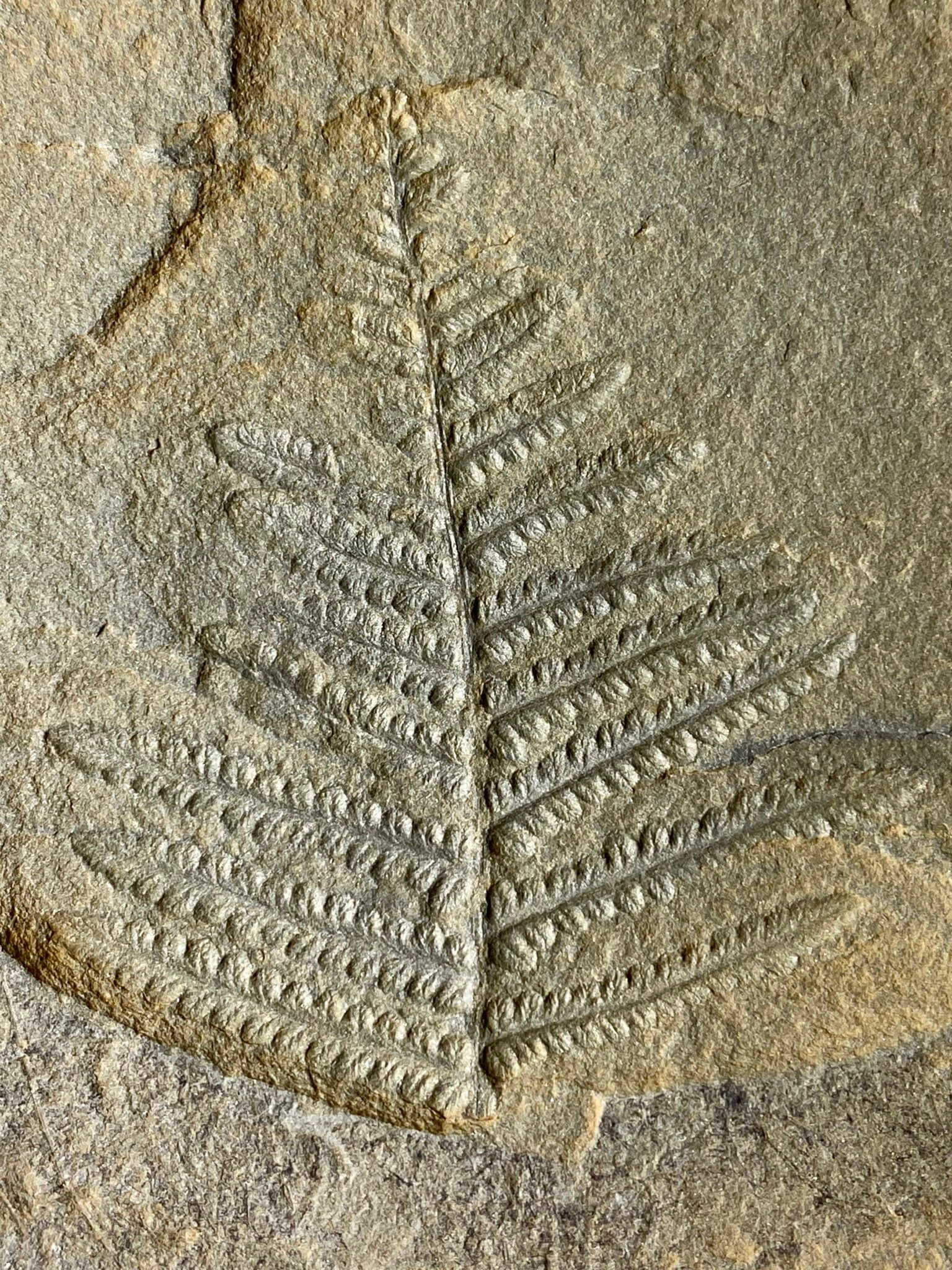 Pecopteris and Lepidodendron Leaf - Fossils of Parks Township