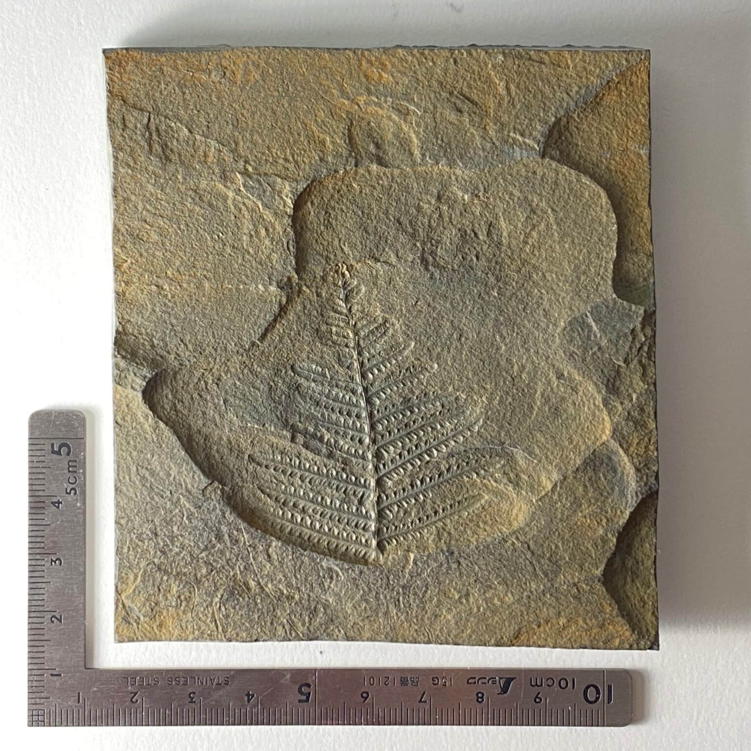 Pecopteris and Lepidodendron Leaf - Fossils of Parks Township