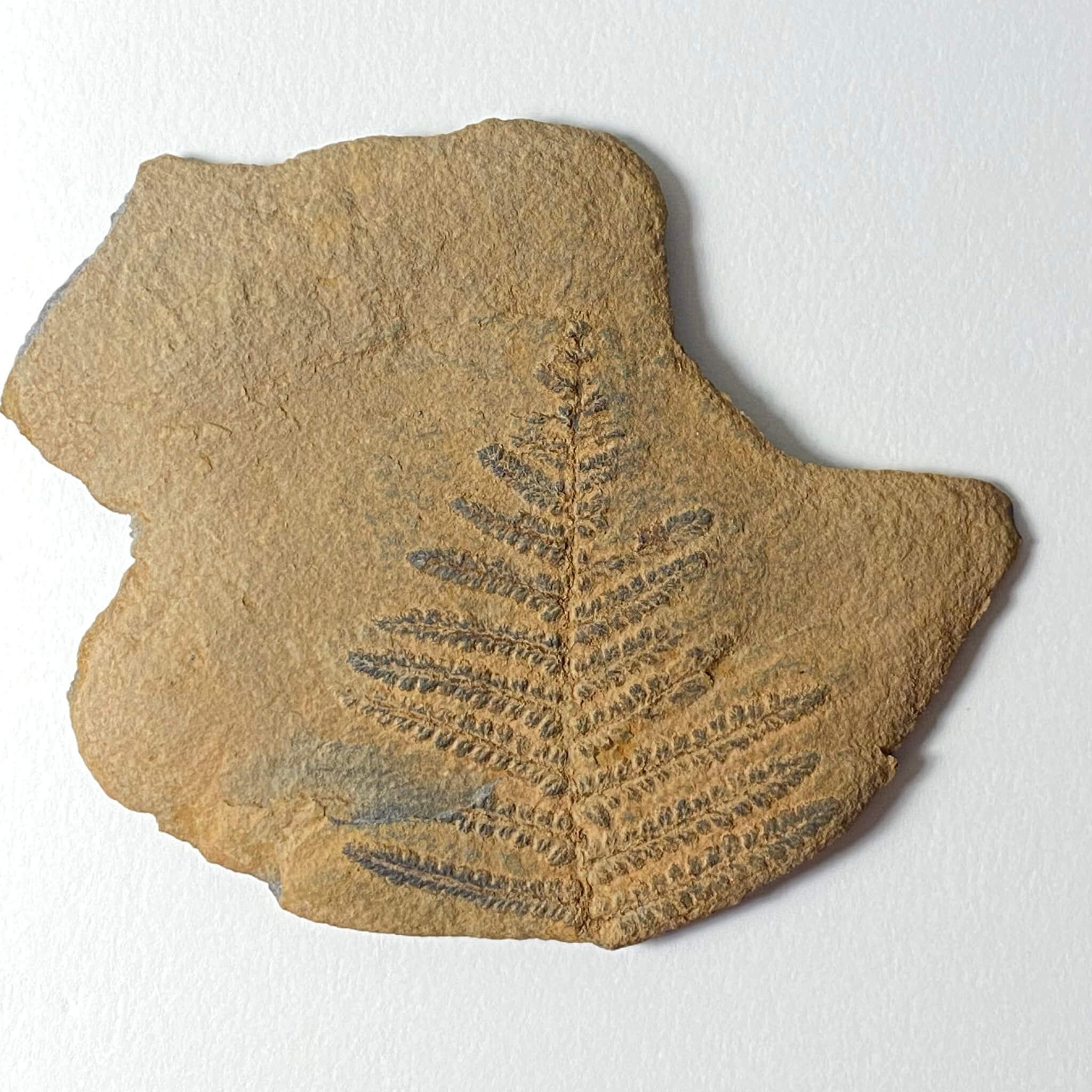 Pecopteris and Lepidodendron Leaf - Fossils of Parks Township