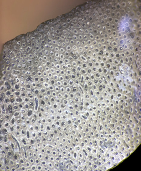 Holocephalian Tooth Plate, perhaps Deltodus - Fossils of Parks Township
